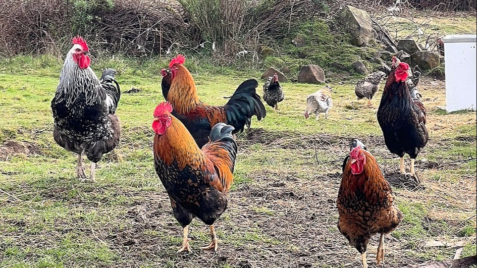 Roosters are being dumped and left to die. | Chuffed | Non-profit ...