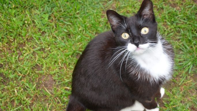 Funds needed for Vetting and Food Lifetime Cat Sanctuary | Chuffed ...