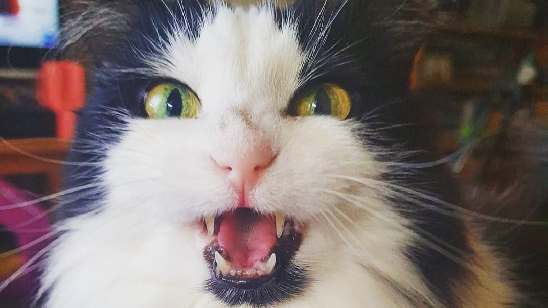 Havana Kitty Cat's Operation | Chuffed | Non-profit charity and social ...