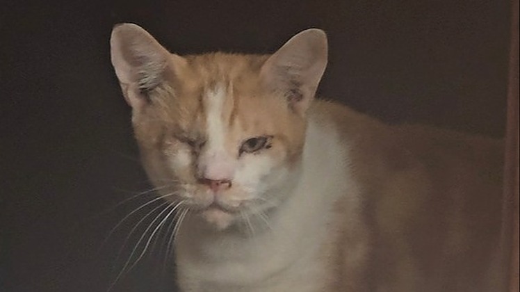 Caringbah Cat Hoarding property | Chuffed | Non-profit charity and ...