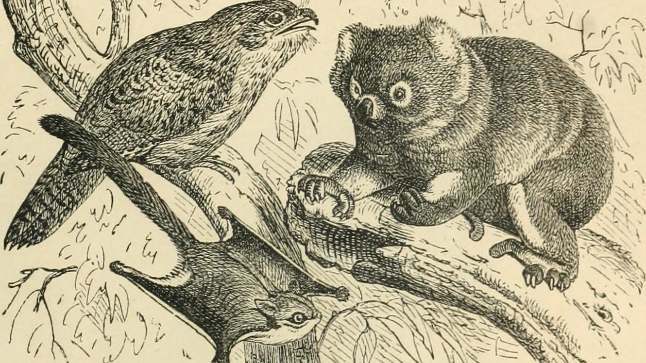 Back to the Wild: Tracking rehabilitated wildlife | Chuffed | Non ...