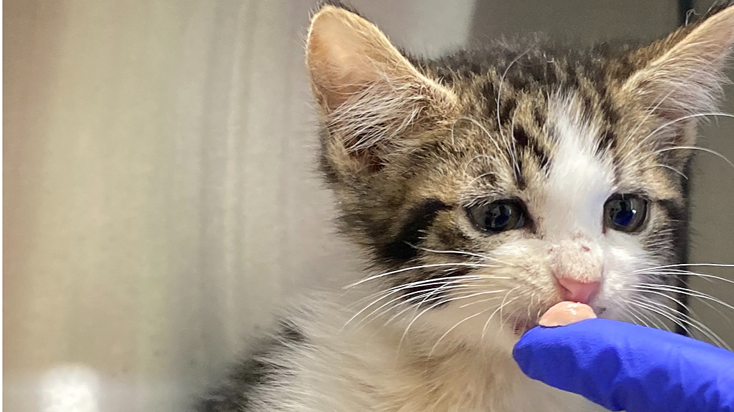 Without Your Help, We’ll Have to Close | Chuffed | Non-profit charity ...