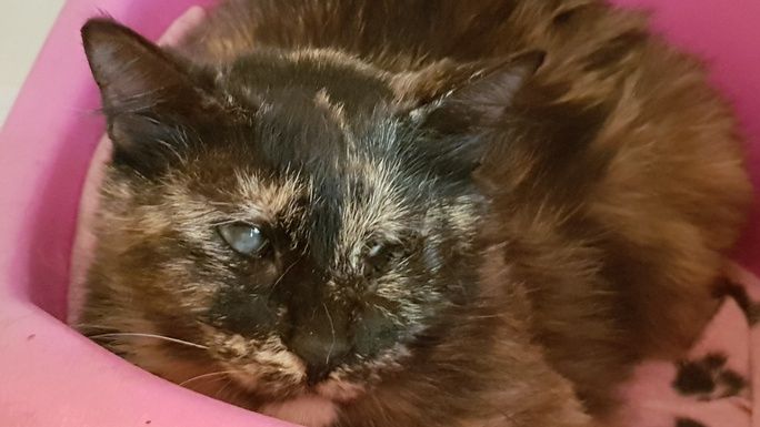 FUNDS NEEDED TO CONTINUE RUNNING OUR RESCUE | Chuffed | Non-profit ...