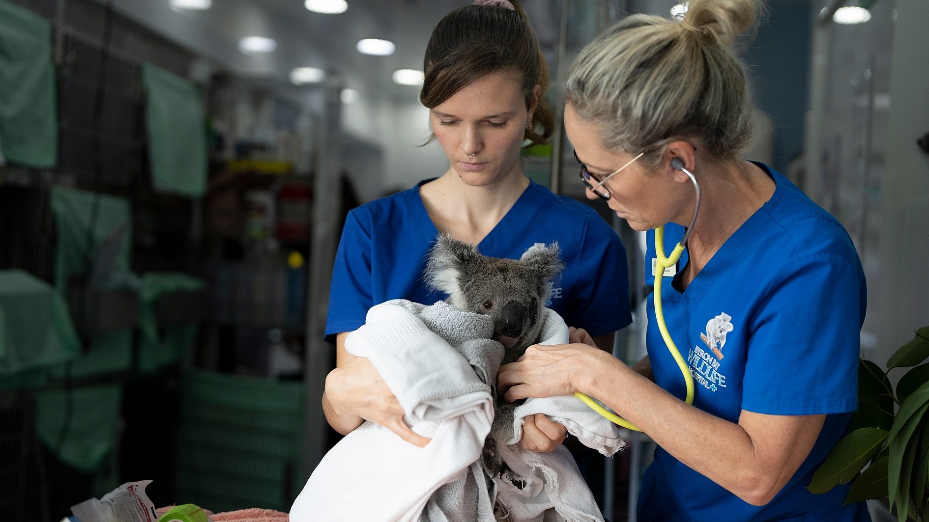 Help end extinction of threatened species this EOFY | Chuffed | Non ...