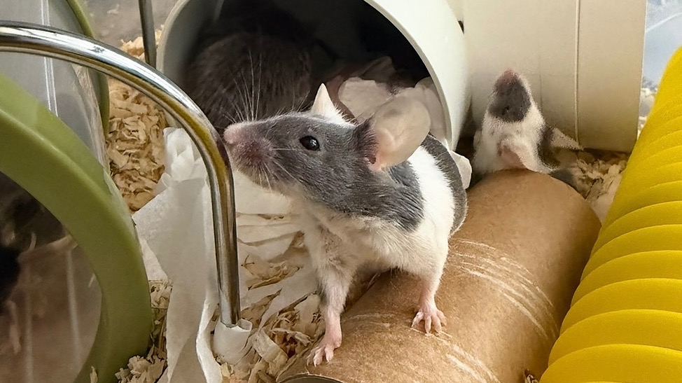 100’s of mice rescued from hoarding case | Chuffed | Non-profit charity ...