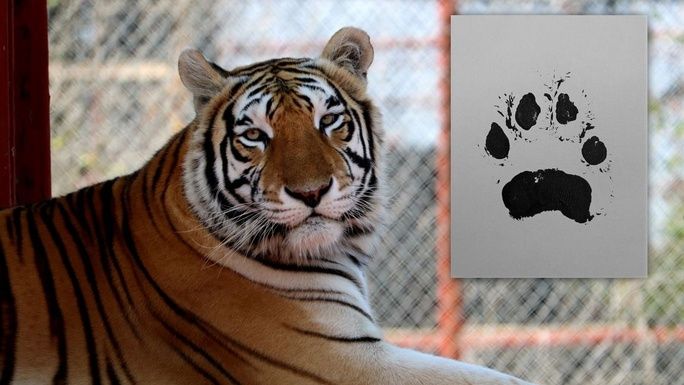 CARE's Triple Tiger Enclosure Campaign | Chuffed | Non-profit charity ...