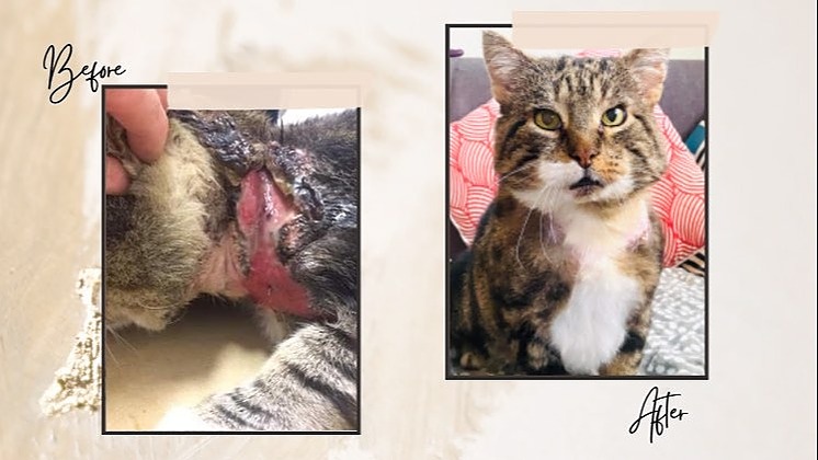 Every cat deserves a loving home - let's make it happen! | Chuffed ...