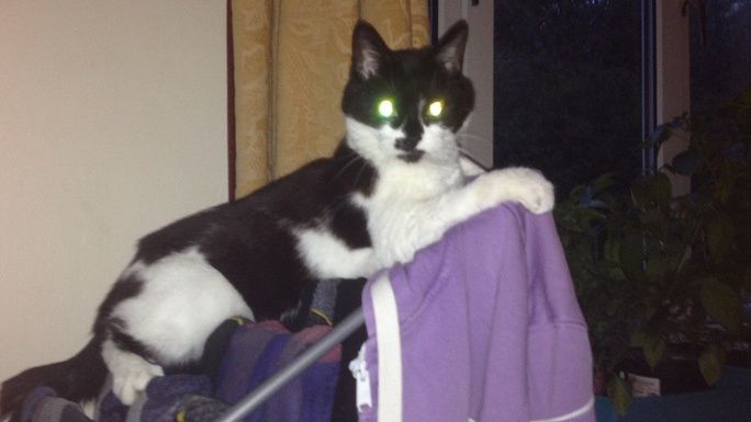 My cat needs your help for a operation | Chuffed | Non-profit charity ...