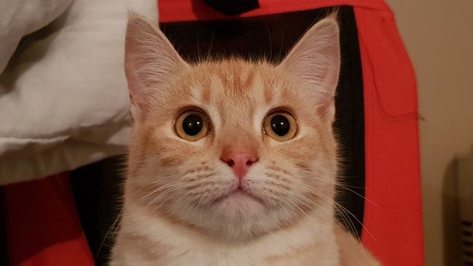 It's Kitty Snip Snip Time! | Chuffed | Non-profit charity and social ...