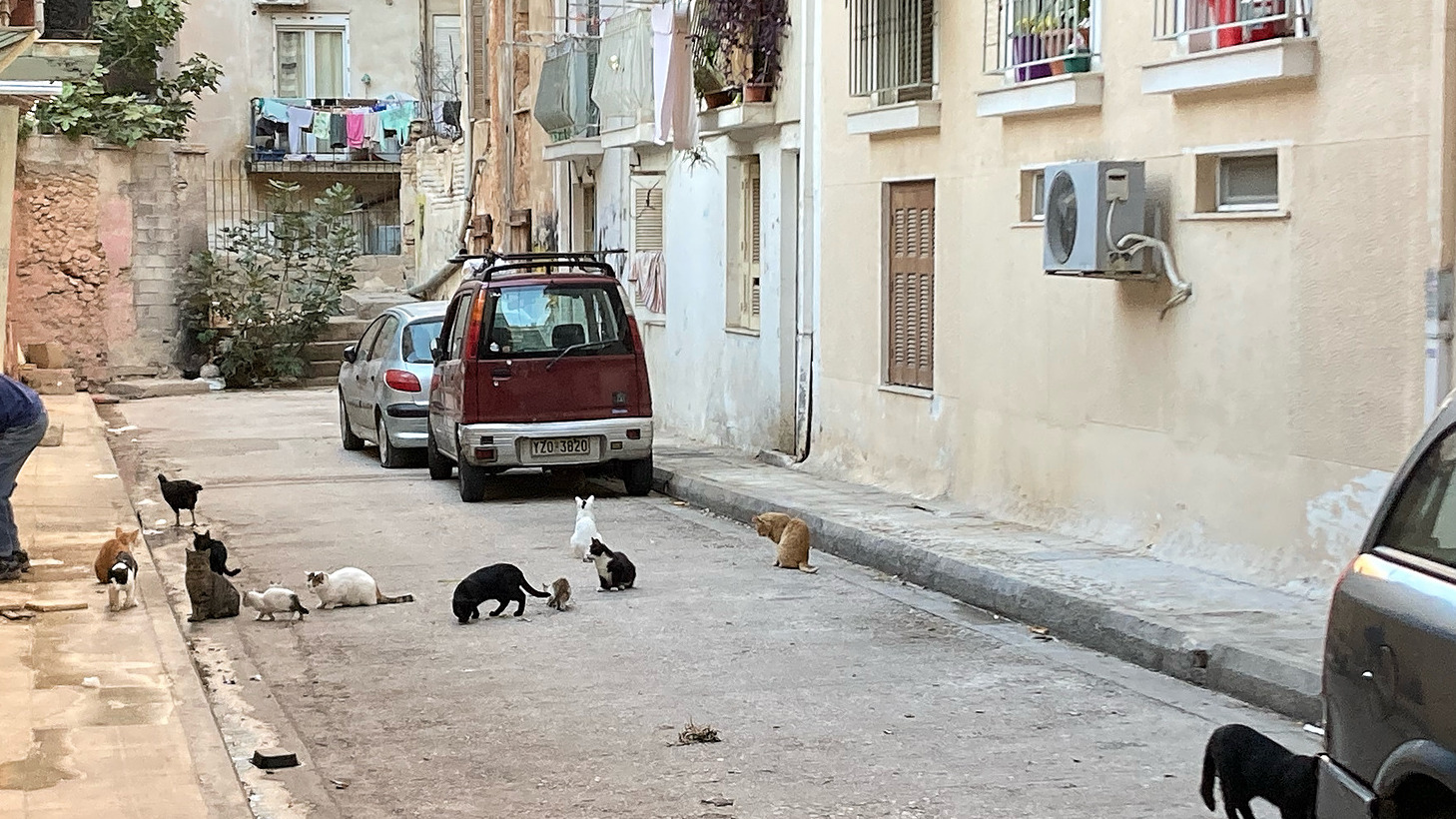 Cats of Aristotelous | Chuffed | Non-profit charity and social ...