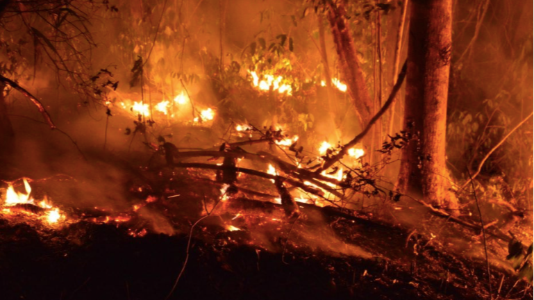 After the Fires - Help Elijio Panti National Park Recover | Chuffed ...