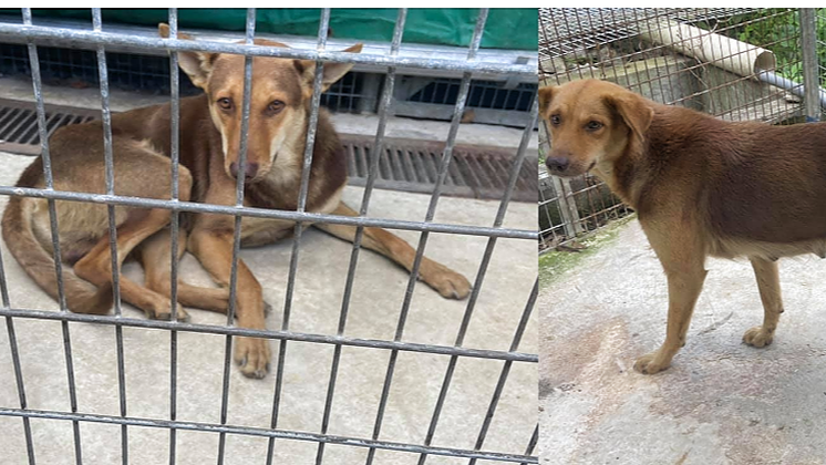 Rescue These Dogs: SKSF China-Border Rescue Project | Chuffed | Non ...