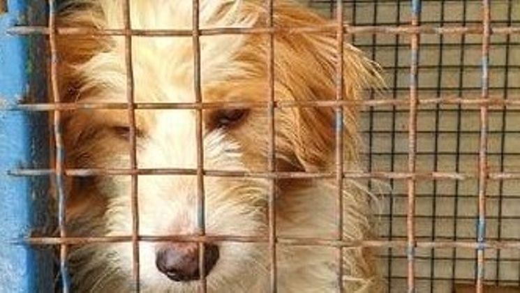 26 DOGS SAVED FROM DEATH ROW ARE COUNTING ON YOUR SUPPORT | Chuffed ...