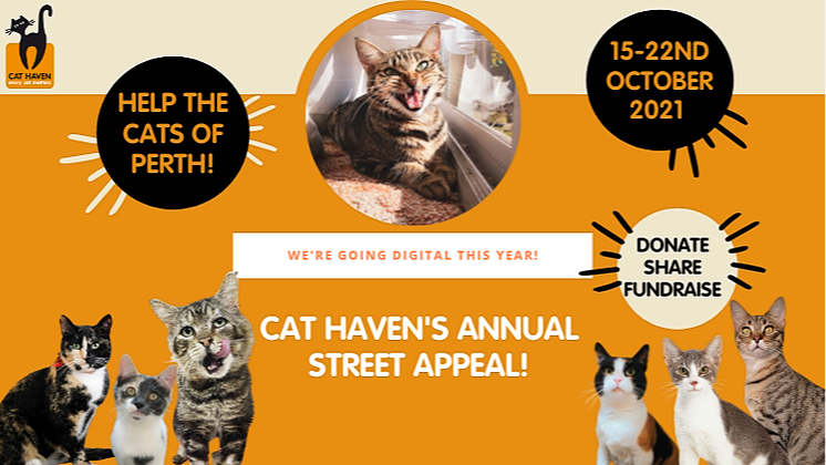Cat Haven's Virtual Street Appeal 2021 | Chuffed | Non-profit charity ...