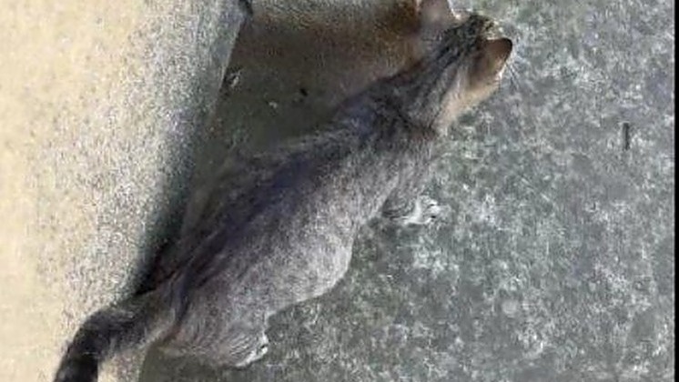 Pregnant cat in need of help | Chuffed | Non-profit charity and social ...