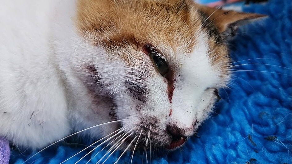 Payment | Chuffed | Non-profit charity and social enterprise fundraising