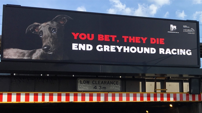 Why Is Greyhound Racing Banned