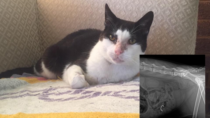 Help Un-Hook Biscuit the Cat from his Fishy Encounter! | Chuffed | Non ...