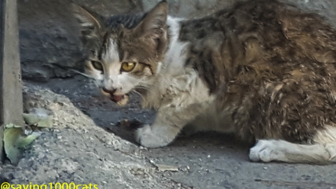 Saving 1000 cats! | Chuffed | Non-profit charity and social enterprise ...