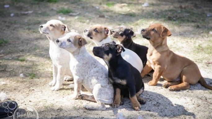 Help SAFE Perth build a rehabilitation and rehoming kennel | Chuffed ...