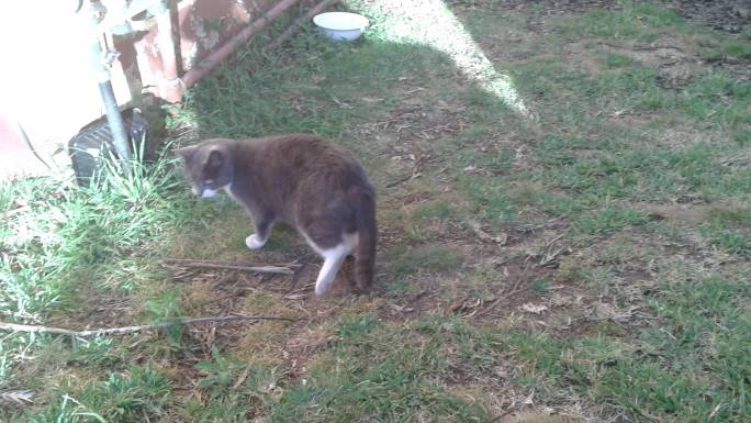 Community cat carers help place street cats in loving homes | Chuffed ...