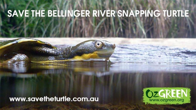 Save the Bellinger River Snapping Turtle | Chuffed | Non-profit charity ...