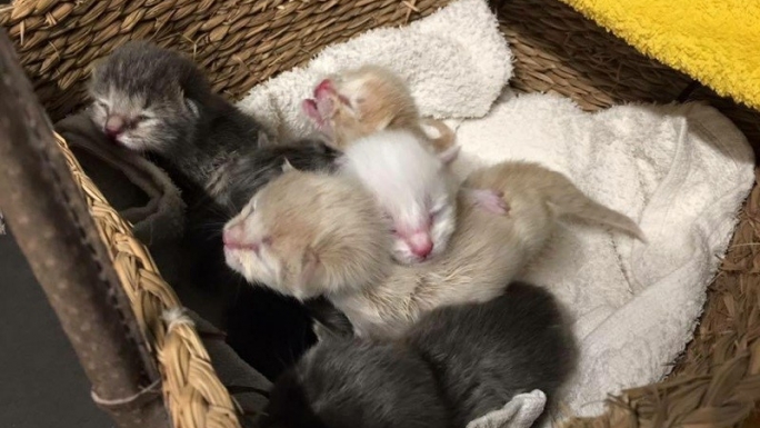 Help build SAFE Perth's Cat Rehoming Centre | Chuffed | Non-profit ...