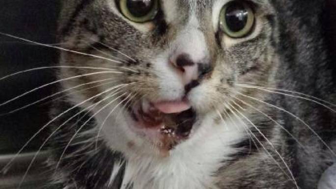 Rescue Cat needs Life Saving Surgery! | Chuffed | Non-profit charity ...