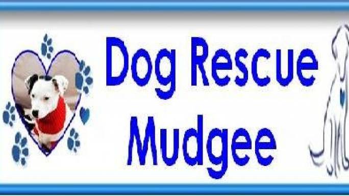 Dog Rescue Mudgee - Book Funding | Chuffed | Non-profit charity and ...