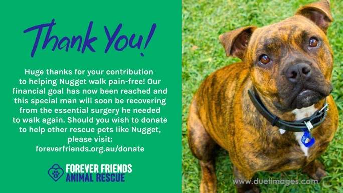 Help Nugget Walk Pain-Free! | Chuffed | Non-profit charity and social ...