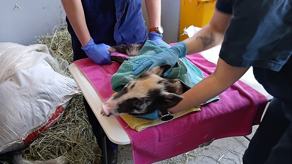 Emergency Vet Bills and Feed Debt! We Need Your Help | Chuffed | Non ...