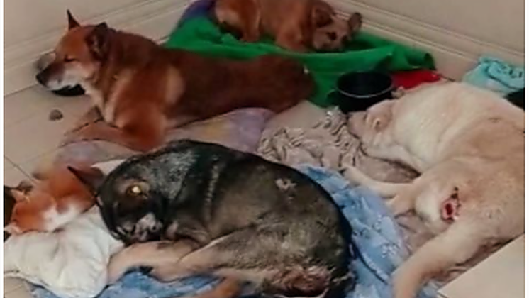 SOS! Help White Cat Animal Shelter to Stay Open | Chuffed | Non-profit ...