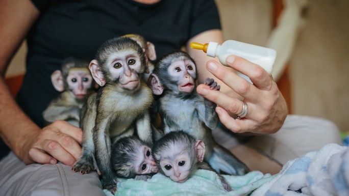 Build a cage for orphan monkeys | Chuffed | Non-profit charity and ...
