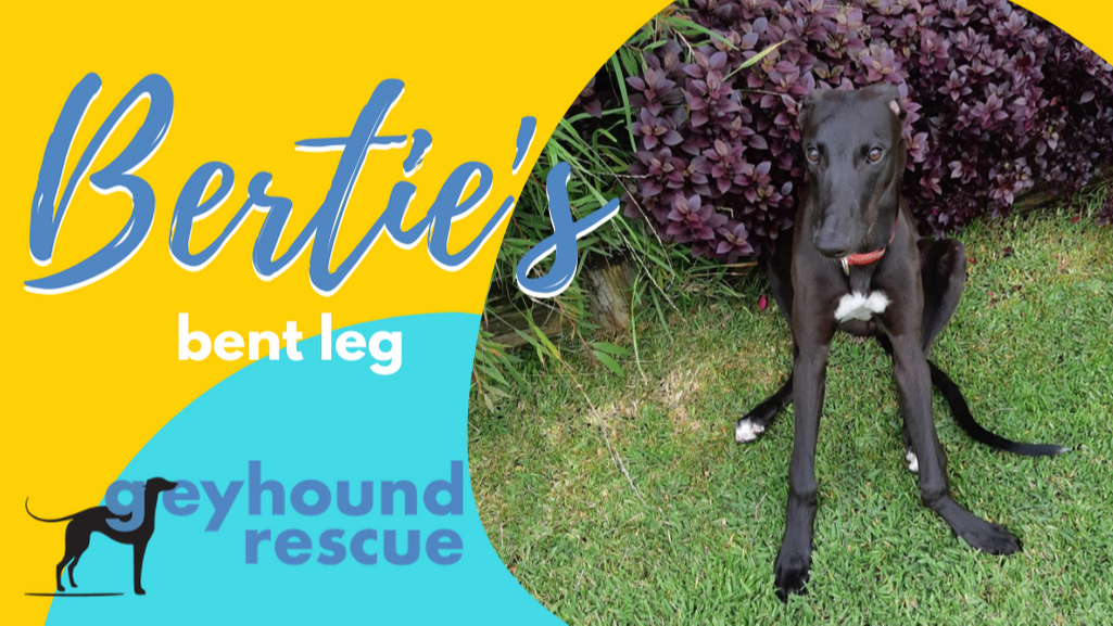 Bertie's Bent Leg | Chuffed | Non-profit charity and social enterprise ...