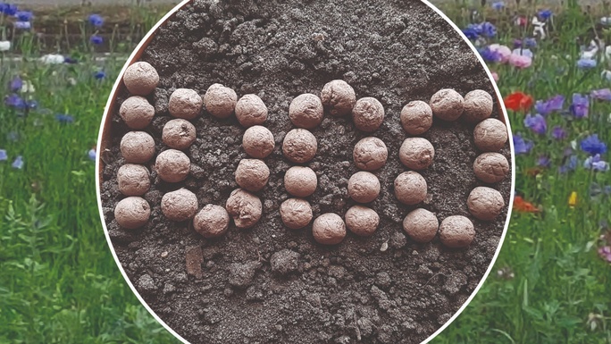 Grow the #NationalParkCity by sowing #WildflowersForLondoners | Chuffed ...