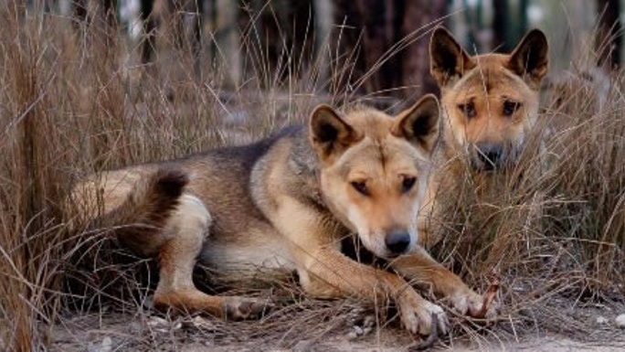 Petition update · Protecting Dingoes from 1080 poison at Durong Dingo ...