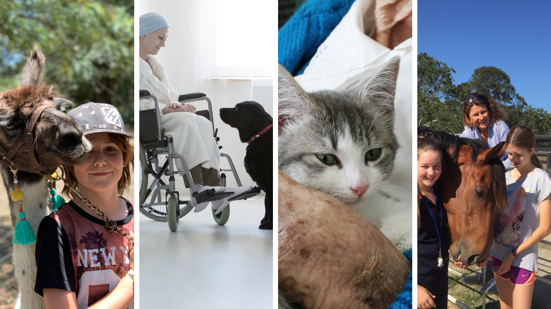 Animals Helping Humans | Chuffed | Non-profit charity and social ...