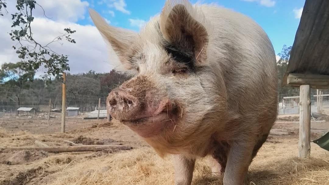 Payment | Chuffed | Non-profit charity and social enterprise fundraising