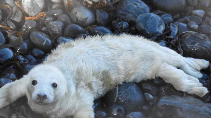 SOS: Save Our Seals | Chuffed | Non-profit charity and social ...