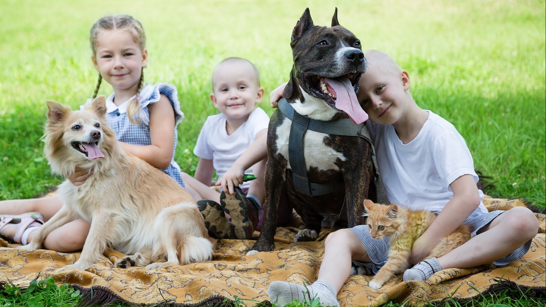 FREE expert pet health education for cat and dog lovers | Chuffed | Non ...